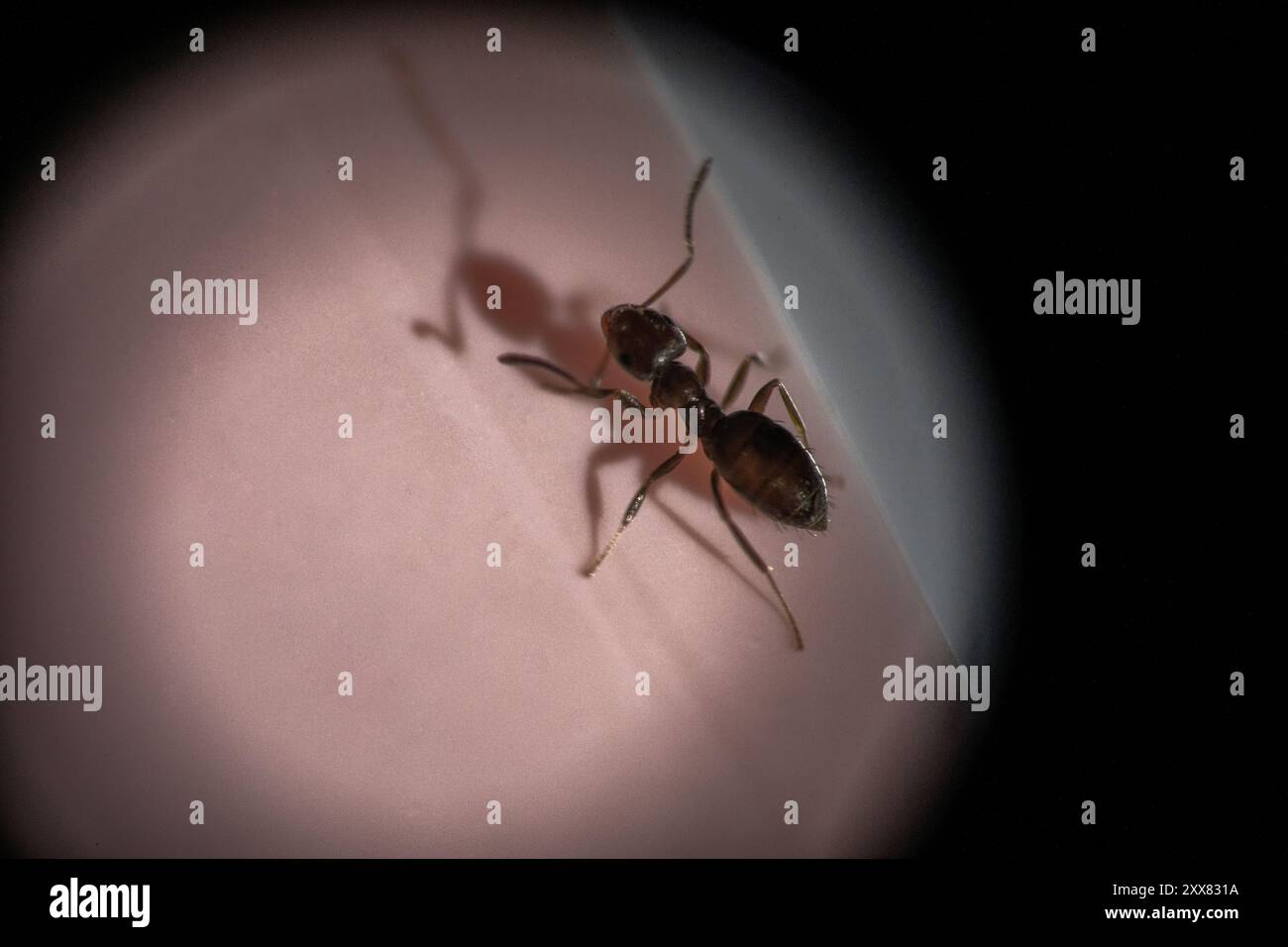 A single ant caught in the spotlight Stock Photo - Alamy A single ant caught in the spotlight Stock Photo - Alamy