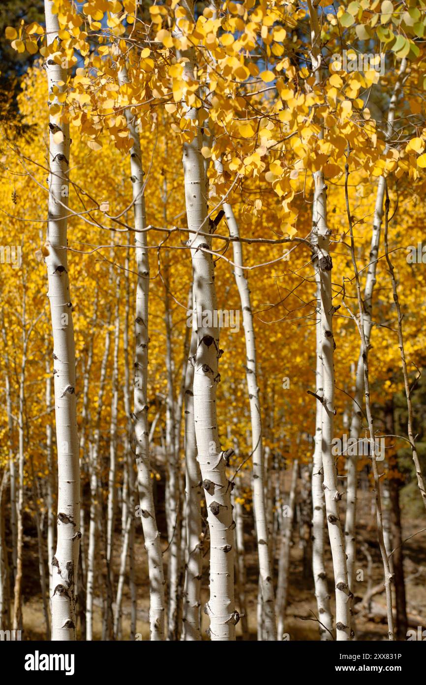 The golden leaves of aspen trees in Greer Arizona Stock Photo - Alamy
