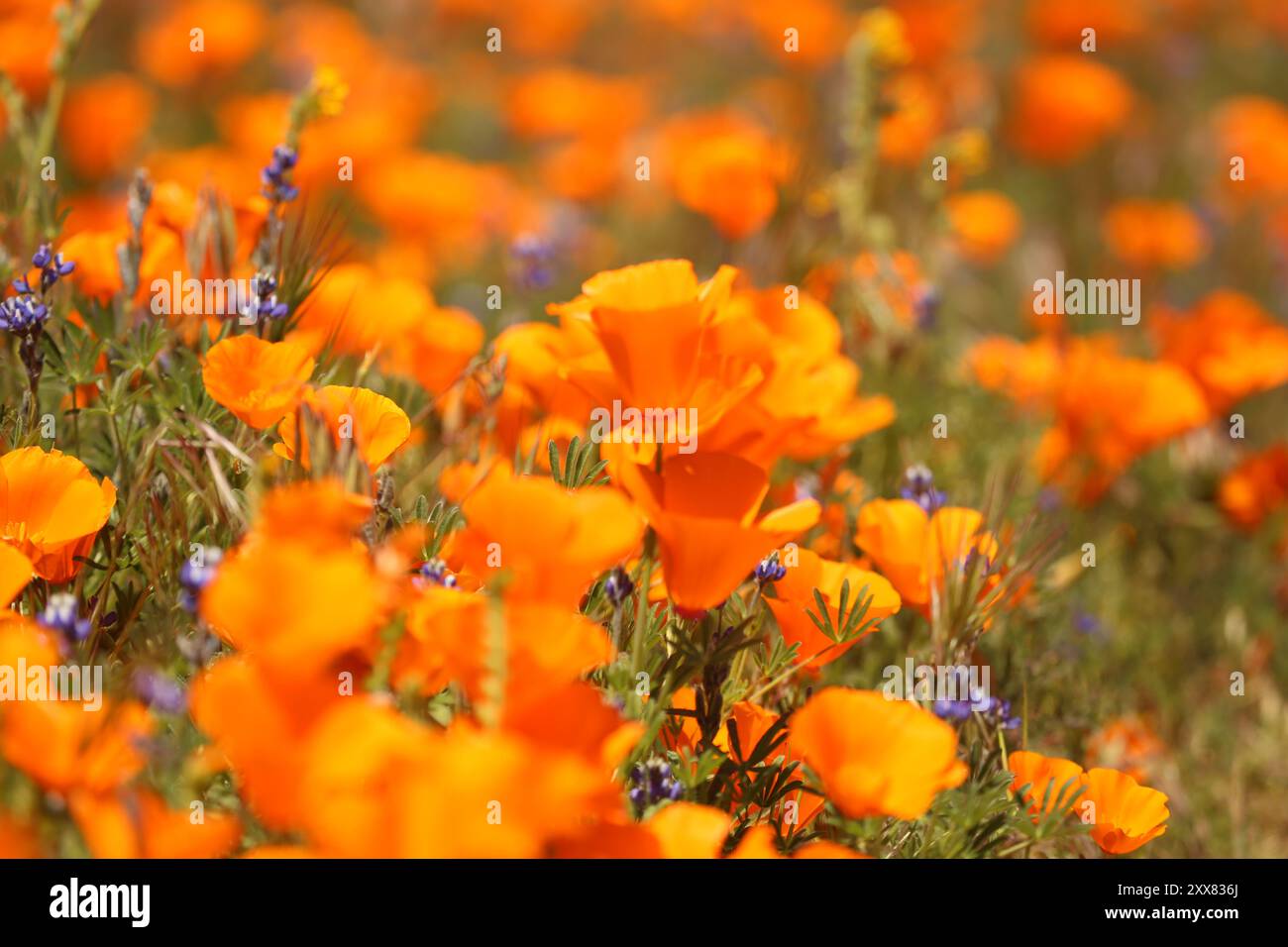 Interspersed colors hi-res stock photography and images - Alamy