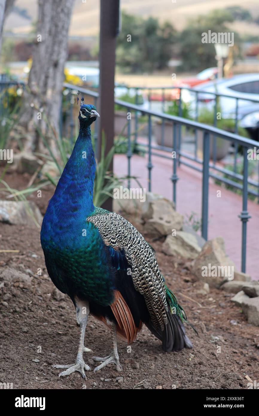 Peacock beautiful birds in hi-res stock photography and images - Alamy