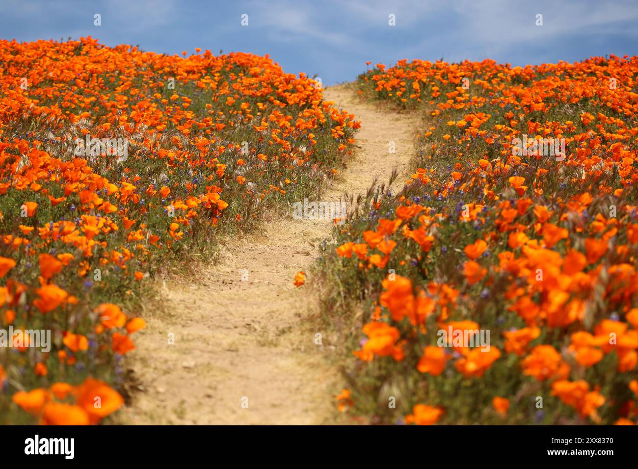 A dirt path winding through a vibrant field of orange poppies Stock ...