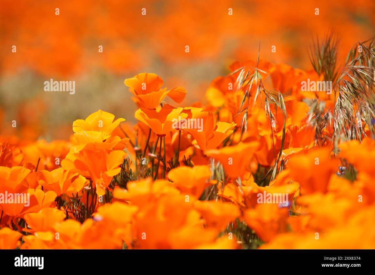 Vibrant cluster of orange hi-res stock photography and images - Alamy