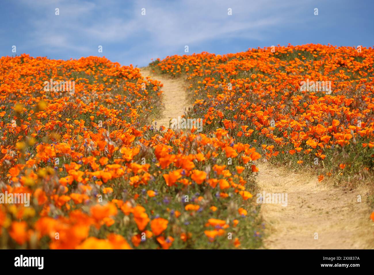 A path winding through a vibrant field of orange poppies Stock Photo ...