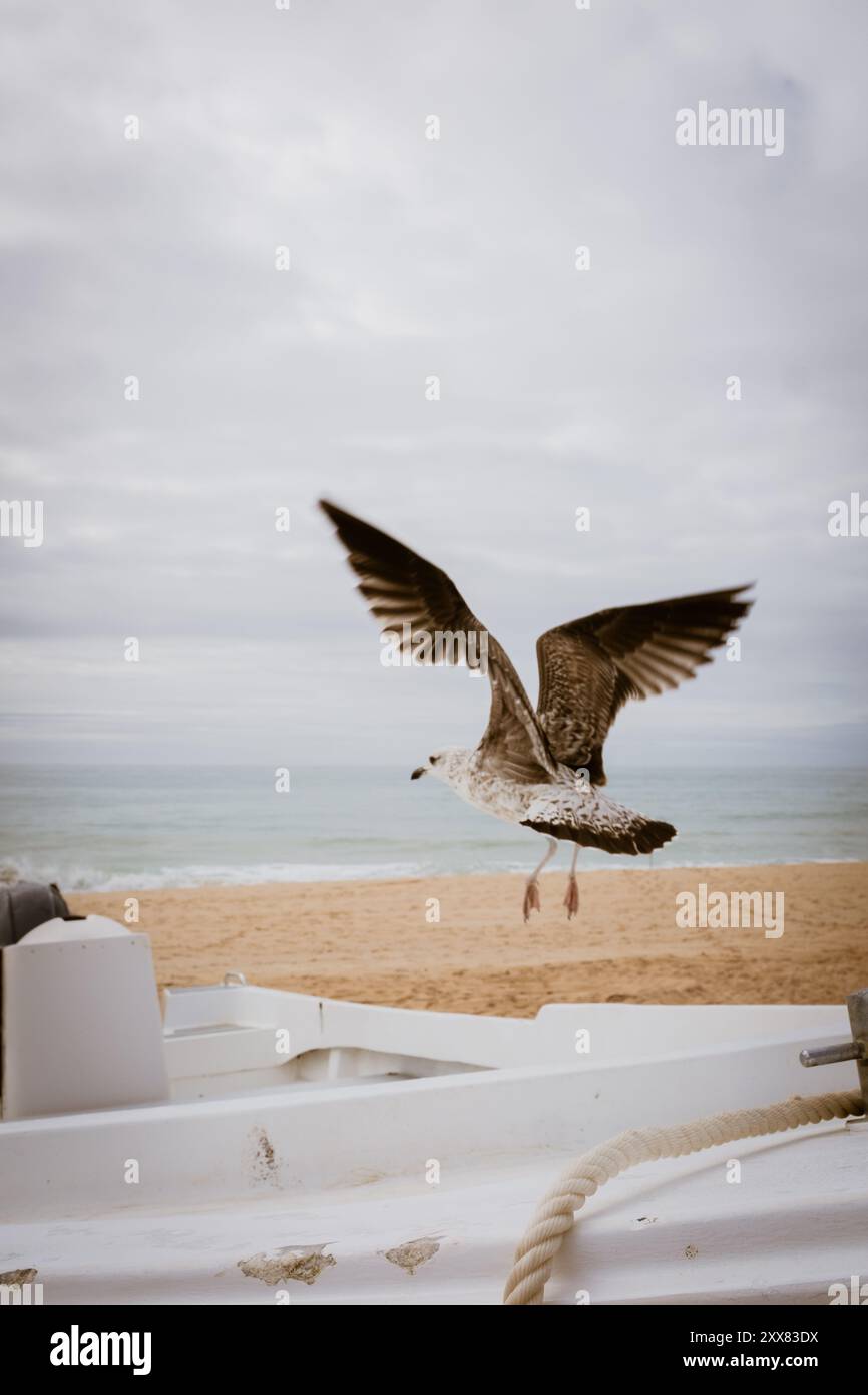 Seagull flying from a boat Stock Photo - Alamy