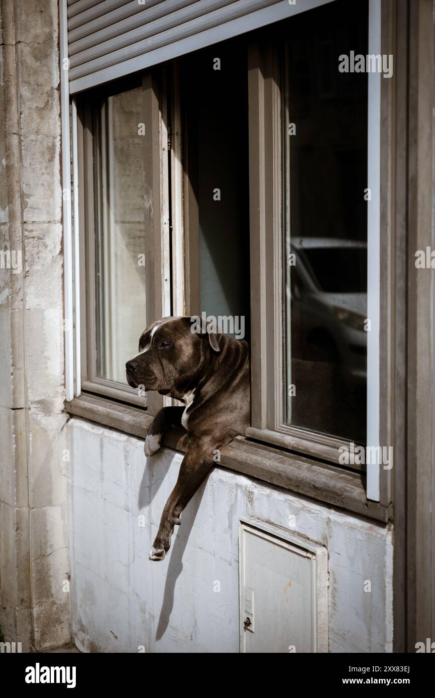 A dog looking out of a window Stock Photo - Alamy