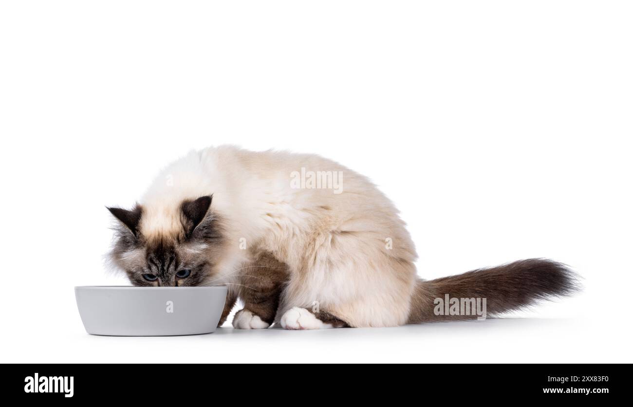 Handsome Sacred Birman cat, sitting side ways with grey food bowl. Head ...