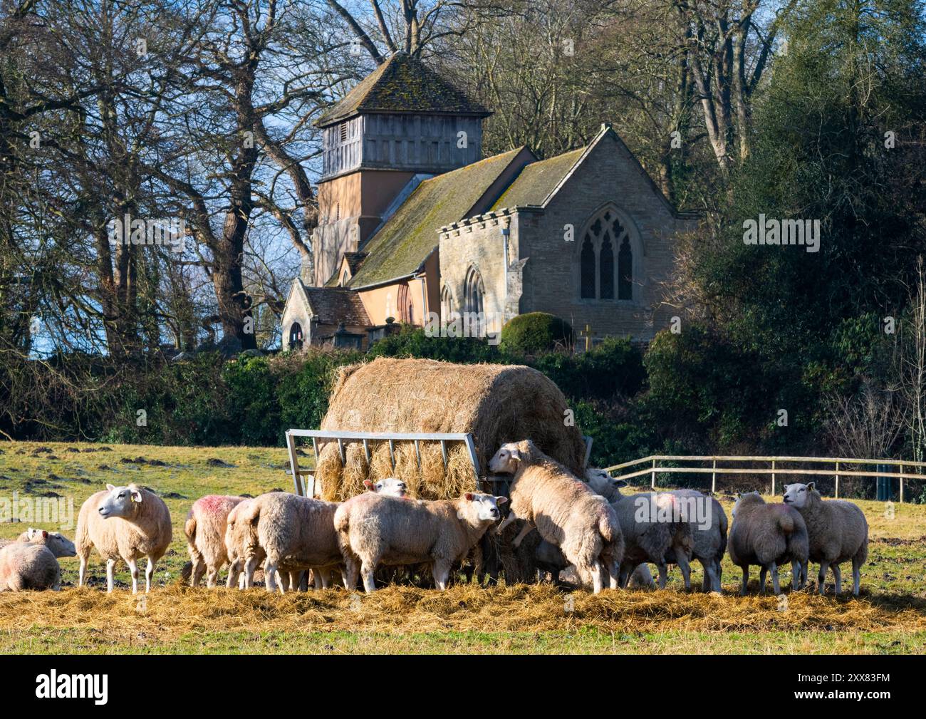 Sheep grazing infront of the St james' Church at Shipton, Shropshire ...