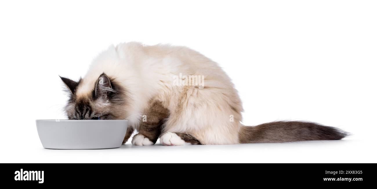 Handsome Sacred Birman cat, sitting side ways with grey food bowl. Head ...