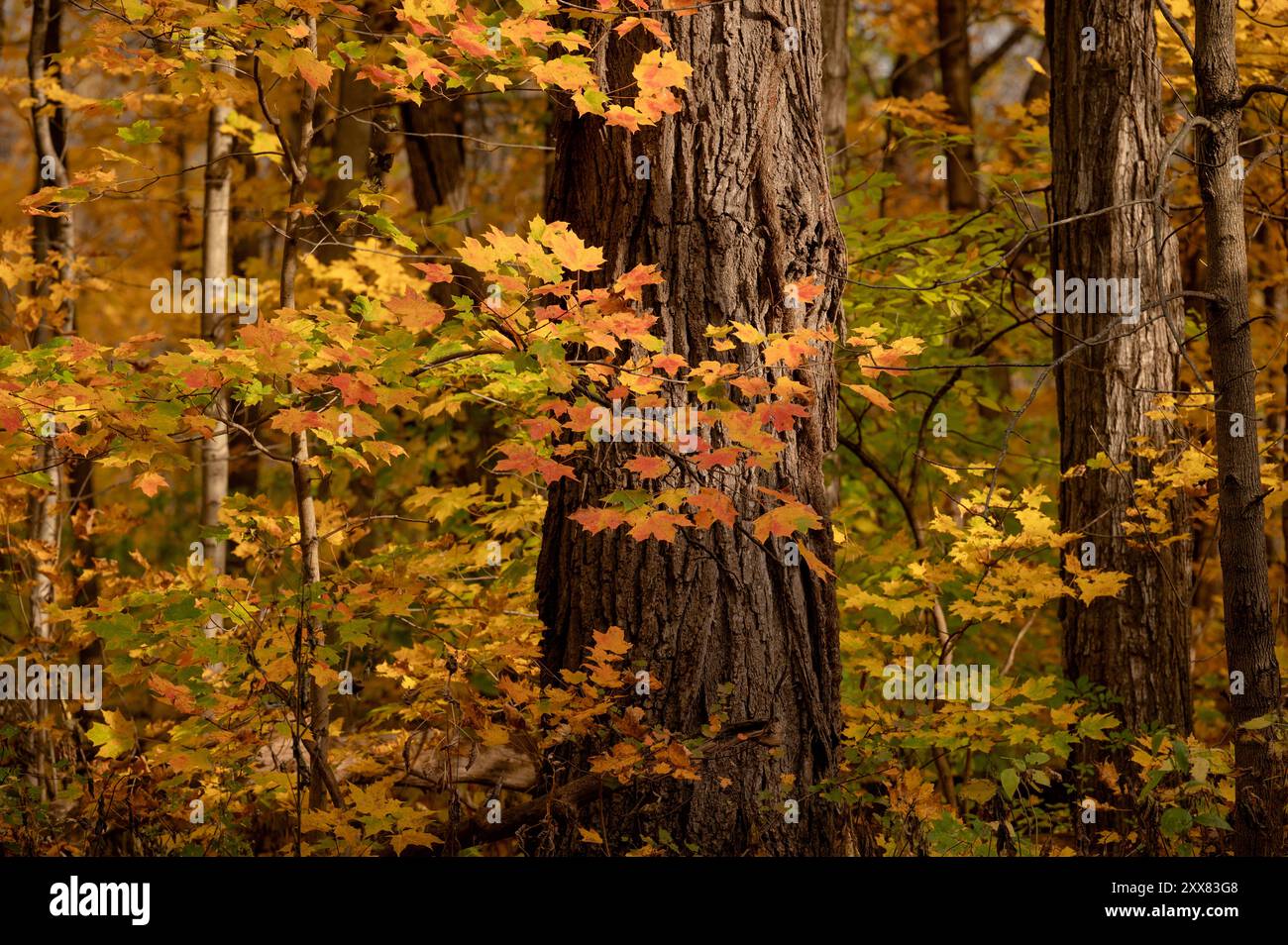 October trees with fall color leaves in midwest Stock Photo - Alamy