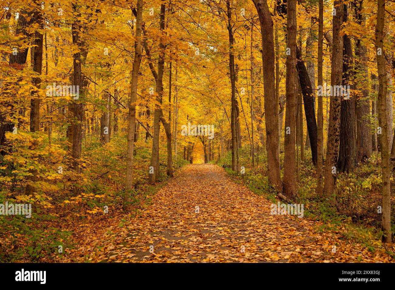 Wooded hiking path with yellow and orange fall color, Chicago Stock ...