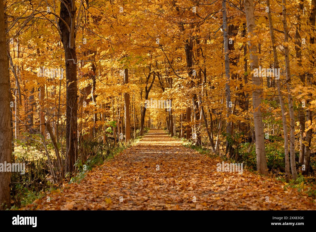 Autumn forest path with orange and yellow fall color, midwest Stock ...