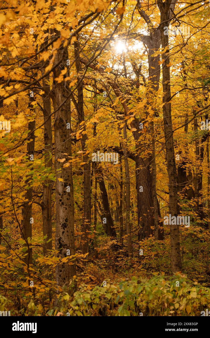 Colorful vertical forest landscape with sunshine in fall Stock Photo ...