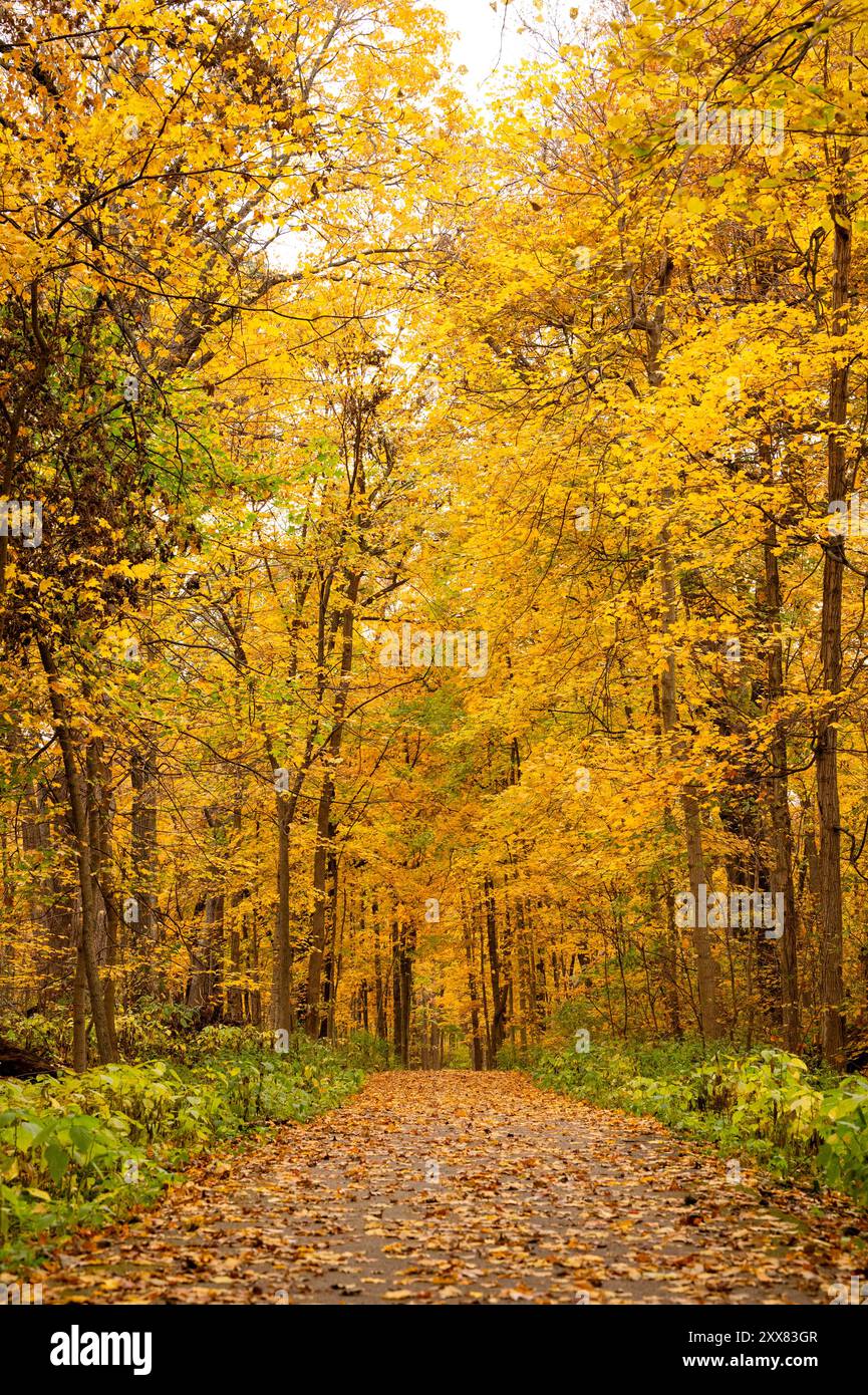Autumn leaf-covered path with yellow and orange trees Stock Photo - Alamy