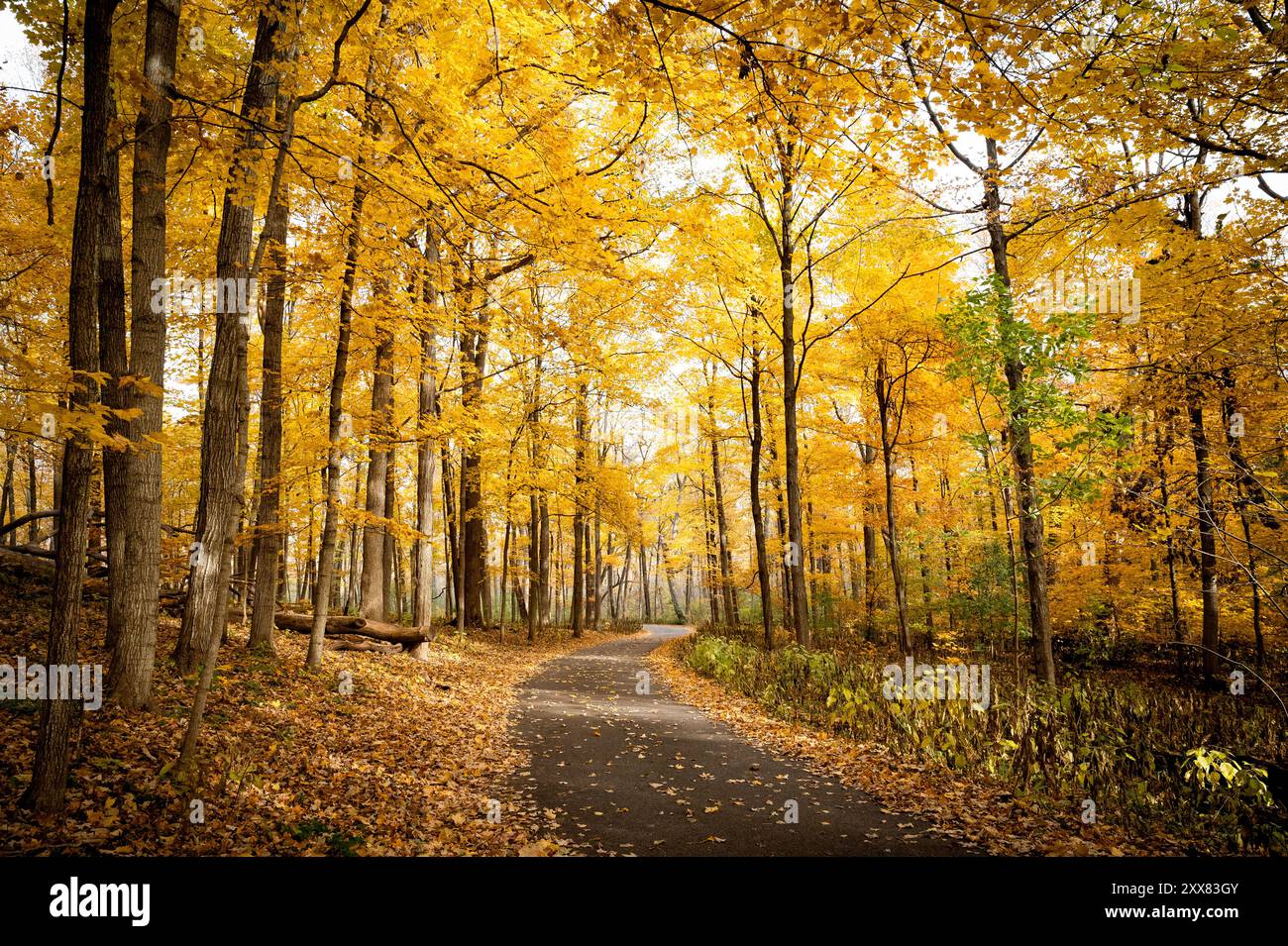 Scenic drive in fall woods with tall golden yellow trees Stock Photo ...