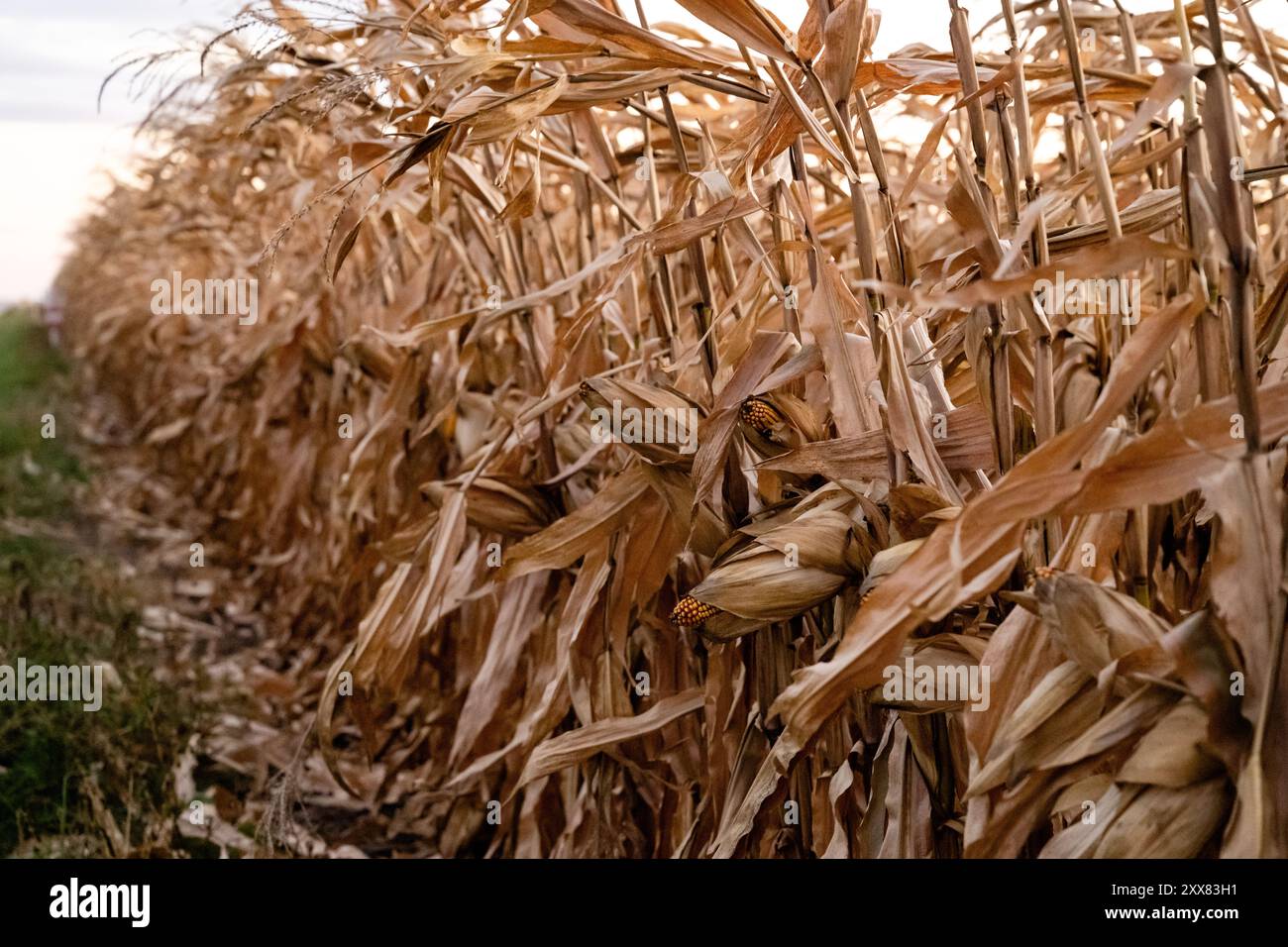 Rural fall farm cornstalk, corn cob harvest roadside Illinois Stock ...