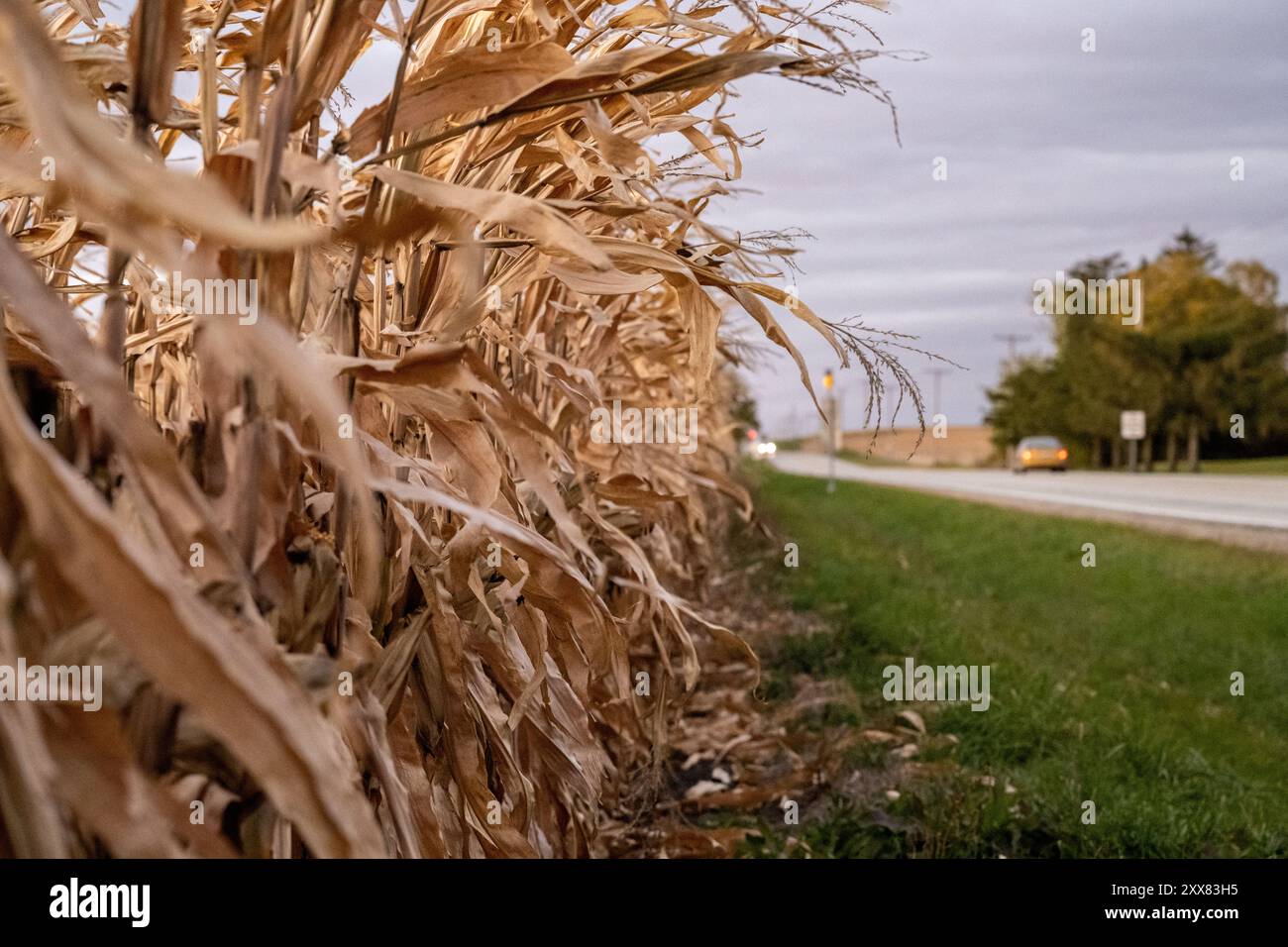 Fall corn harvest hi-res stock photography and images - Alamy