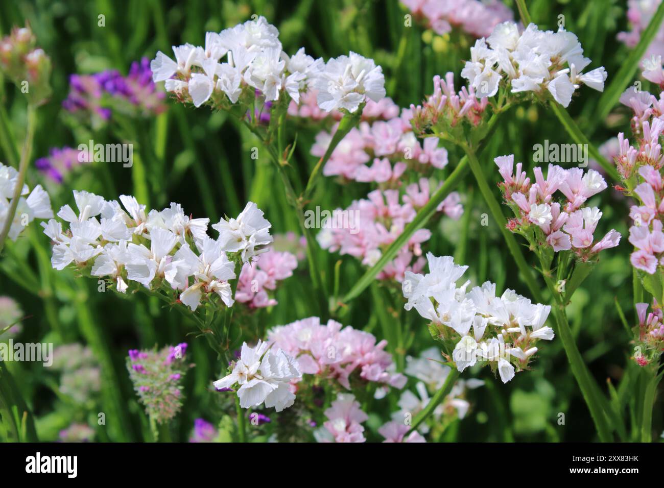 Flowers of Statice (Limonium sinuatum Stock Photo - Alamy