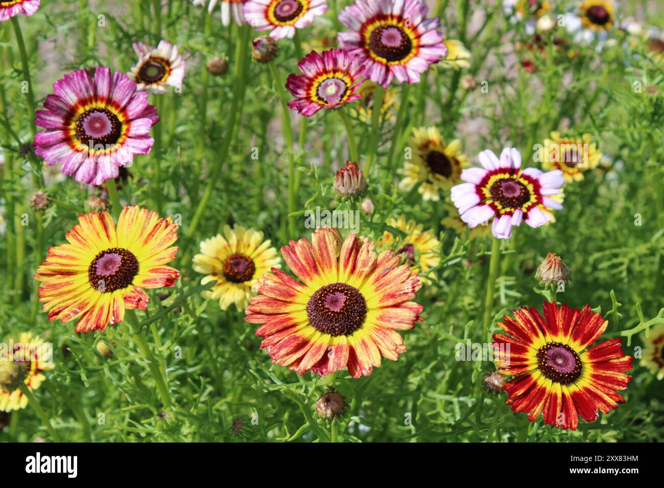 Painted daisy hi-res stock photography and images - Alamy