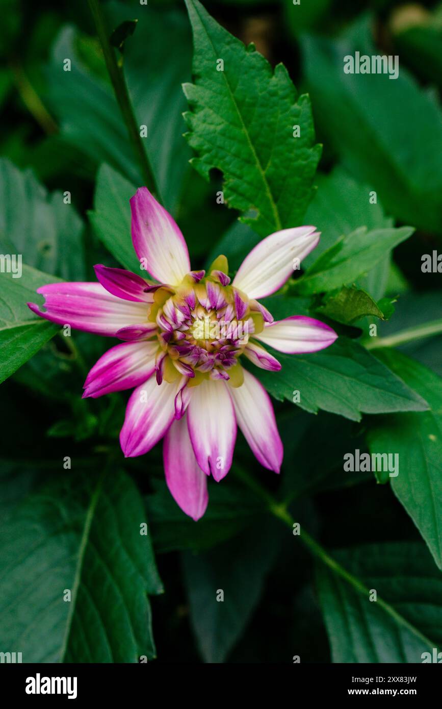 dahlia flower in partial bloom Stock Photo - Alamy