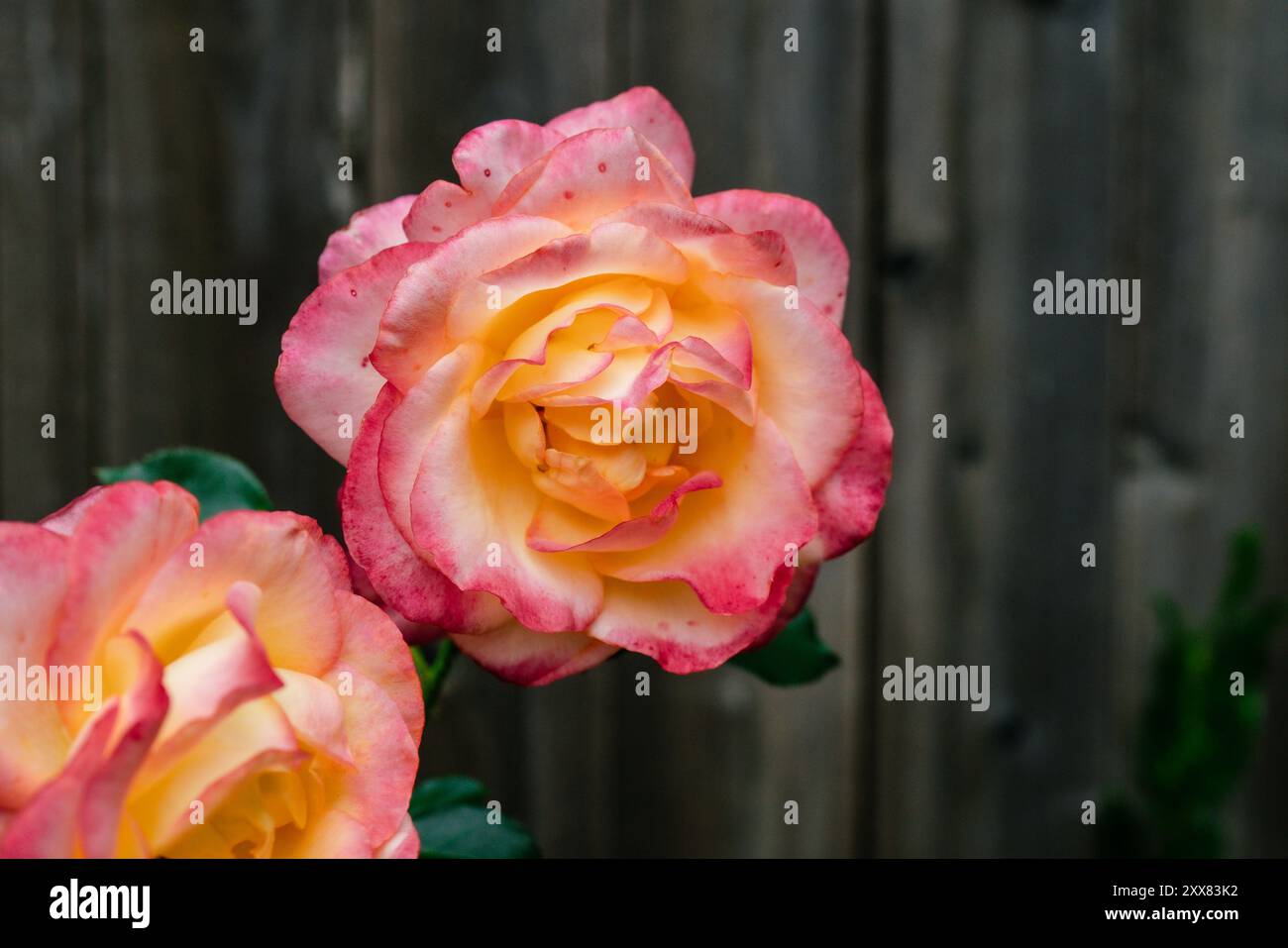 Peach rose full bloom hi-res stock photography and images - Alamy