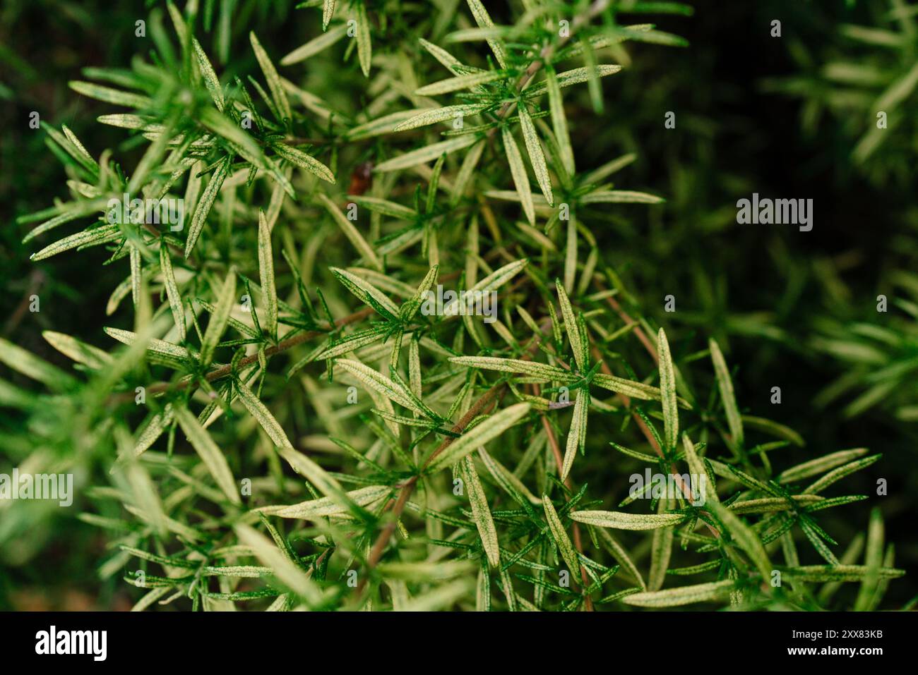 Rosemary plant, green and yellow foliage Stock Photo - Alamy