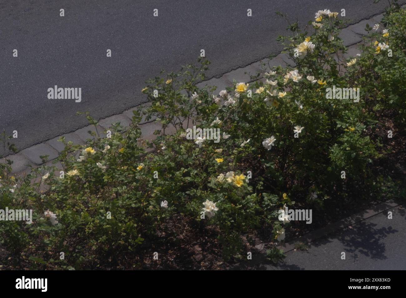 Summer yellow roses hi-res stock photography and images - Alamy