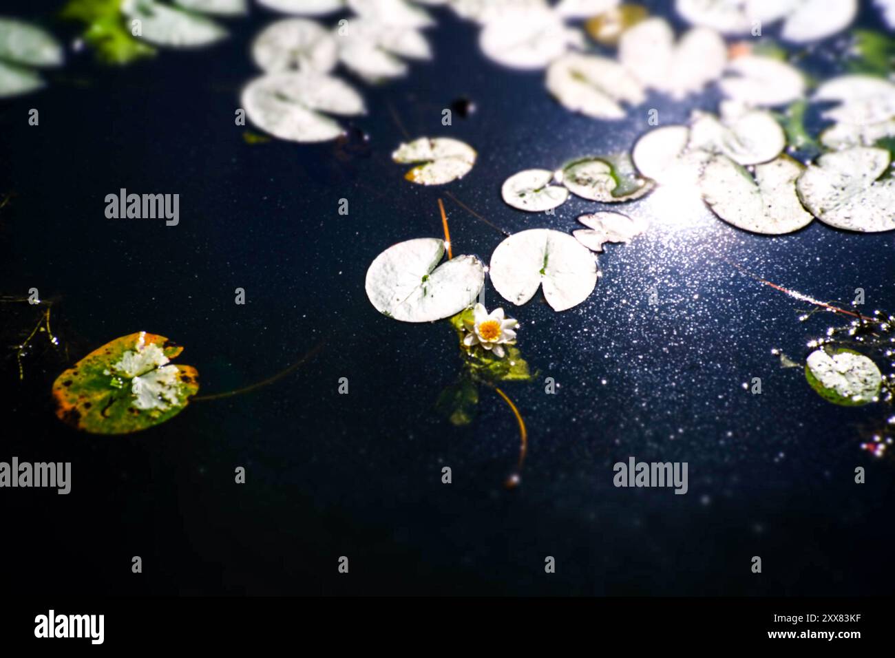 Water lily in sun hi-res stock photography and images - Alamy