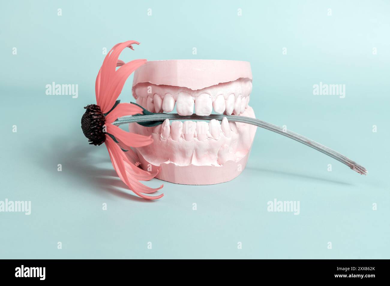 Plaster dental jaw model with a single, pink flower in its mouth. A ...