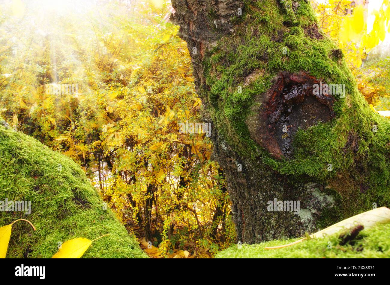 Tree, moss and forest landscape in nature with branch, growth and ...