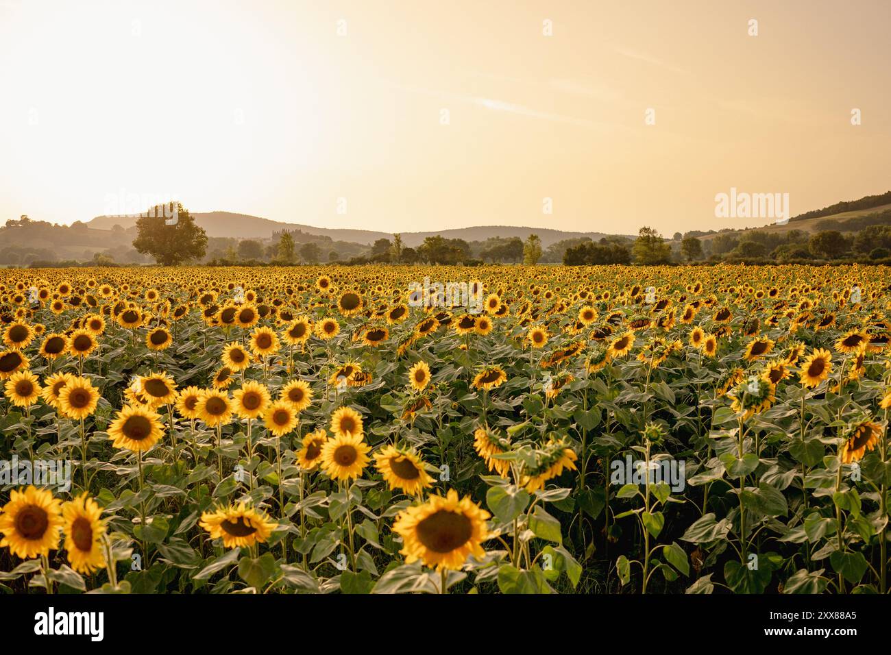 Aerial view of blooming sunflowers fields during sunset in France ...