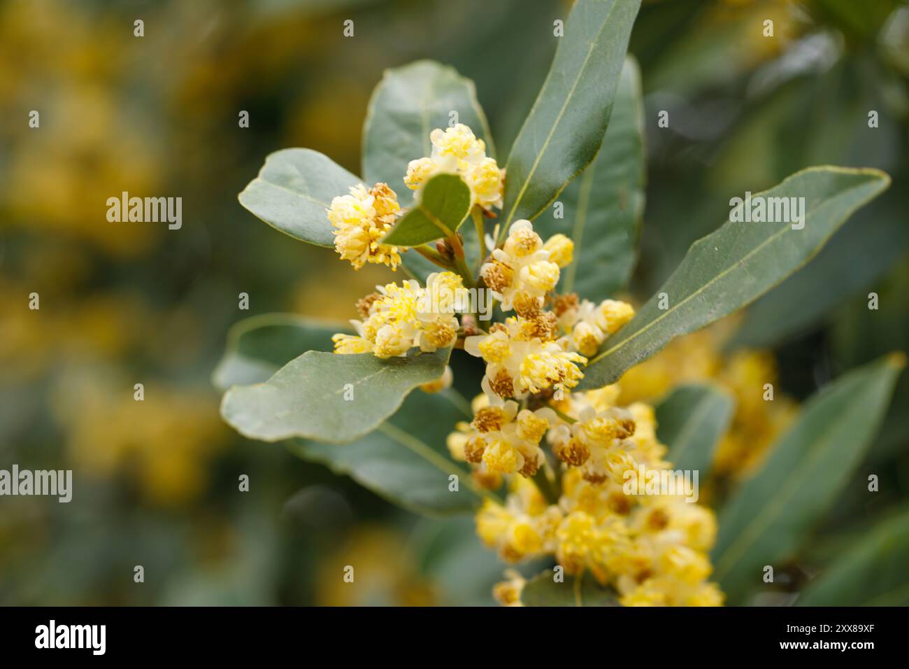 Close-up of green plant leaf. Green Laurus nobilis tree branch with ...