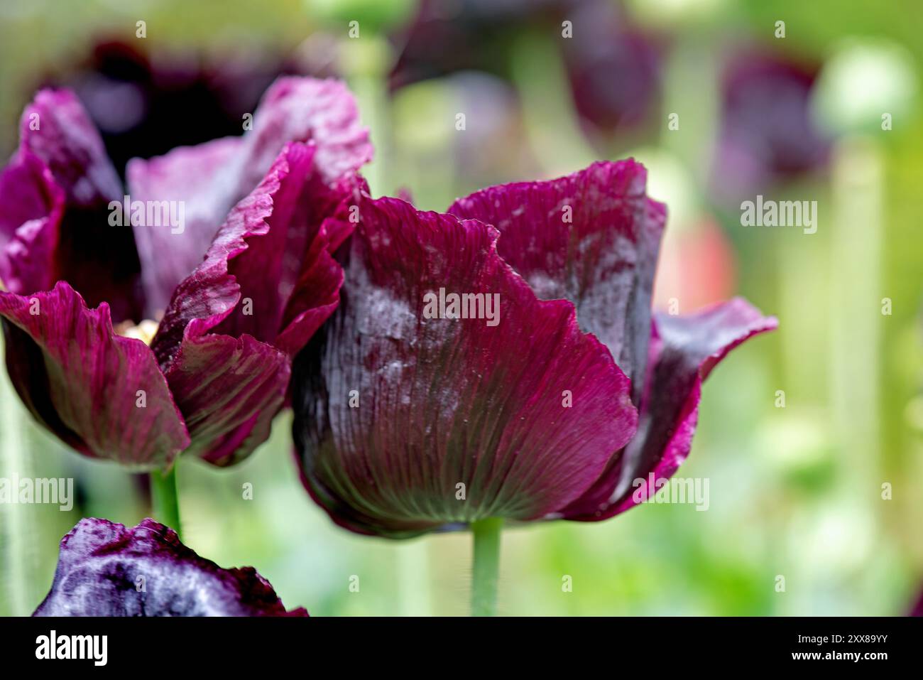 Red poppy flowers blossom in the garden on a summer time, Irish wild ...