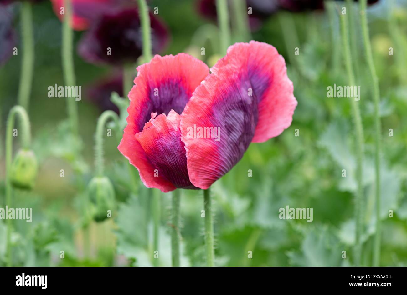 Red poppy flowers blossom in the garden on a summer time, Irish wild ...