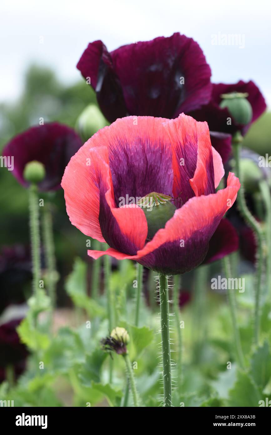 Red poppy flowers blossom in the garden on a summer time, Irish wild ...