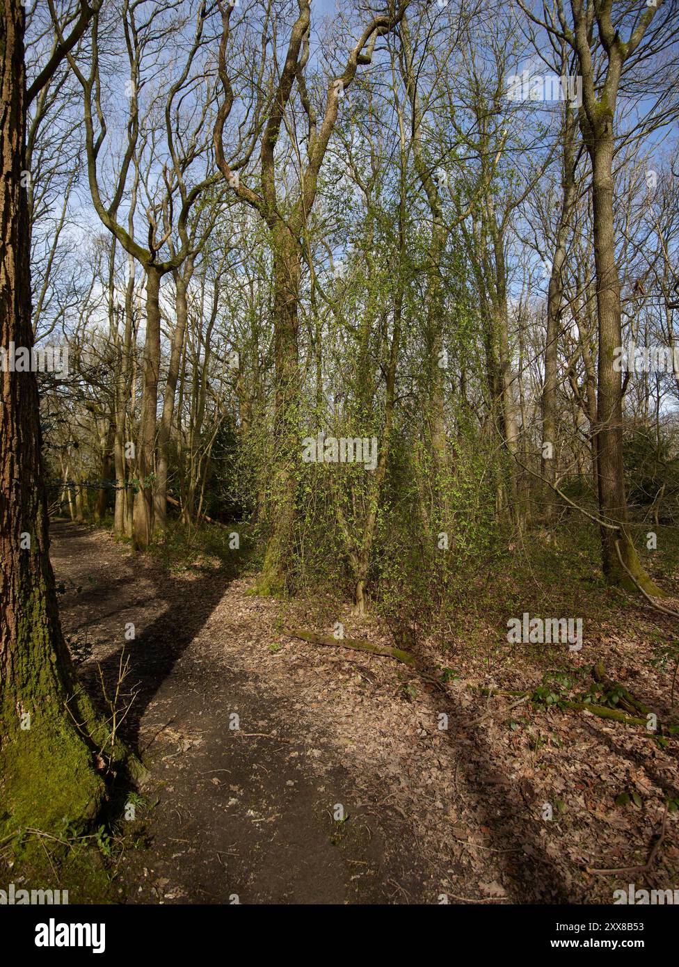 Natural patterns of awakening spring woodland structures in English ...