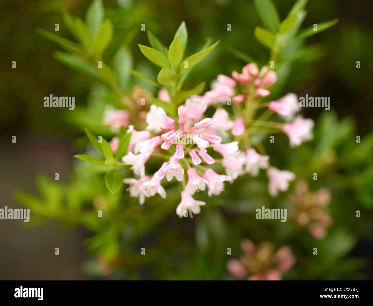 Good alternative for hedging hi-res stock photography and images - Alamy
