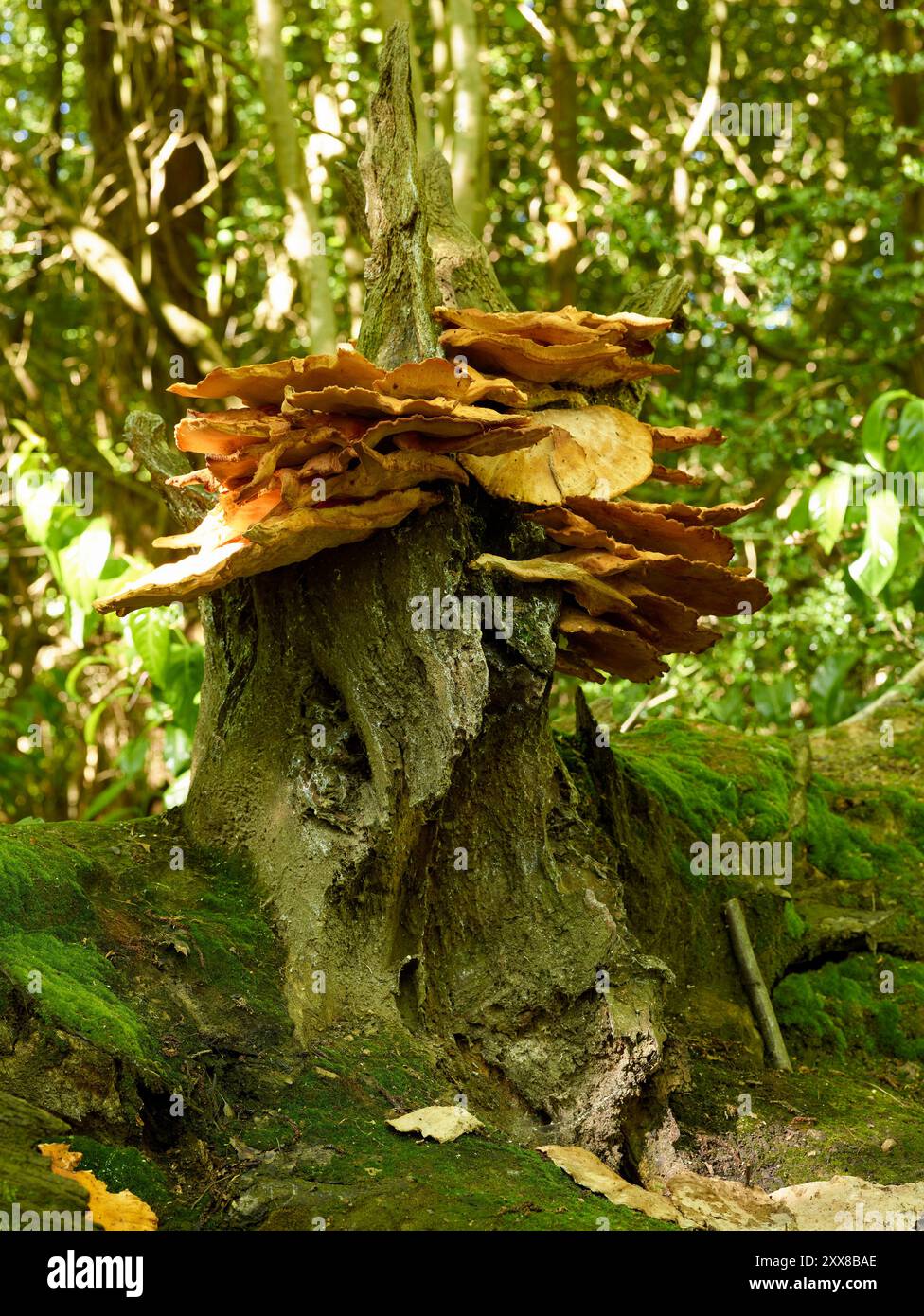 Natural intimate environmental still life of twisted tree trunk with ...