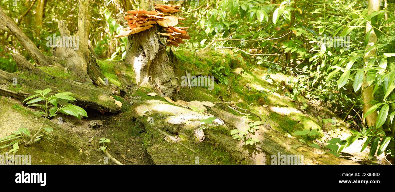 Natural intimate environmental still life of twisted tree trunk with ...