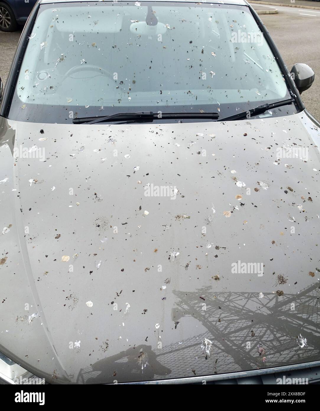 Car bonnet heavily covered in seagull droppings or poo in Cornwall, UK ...