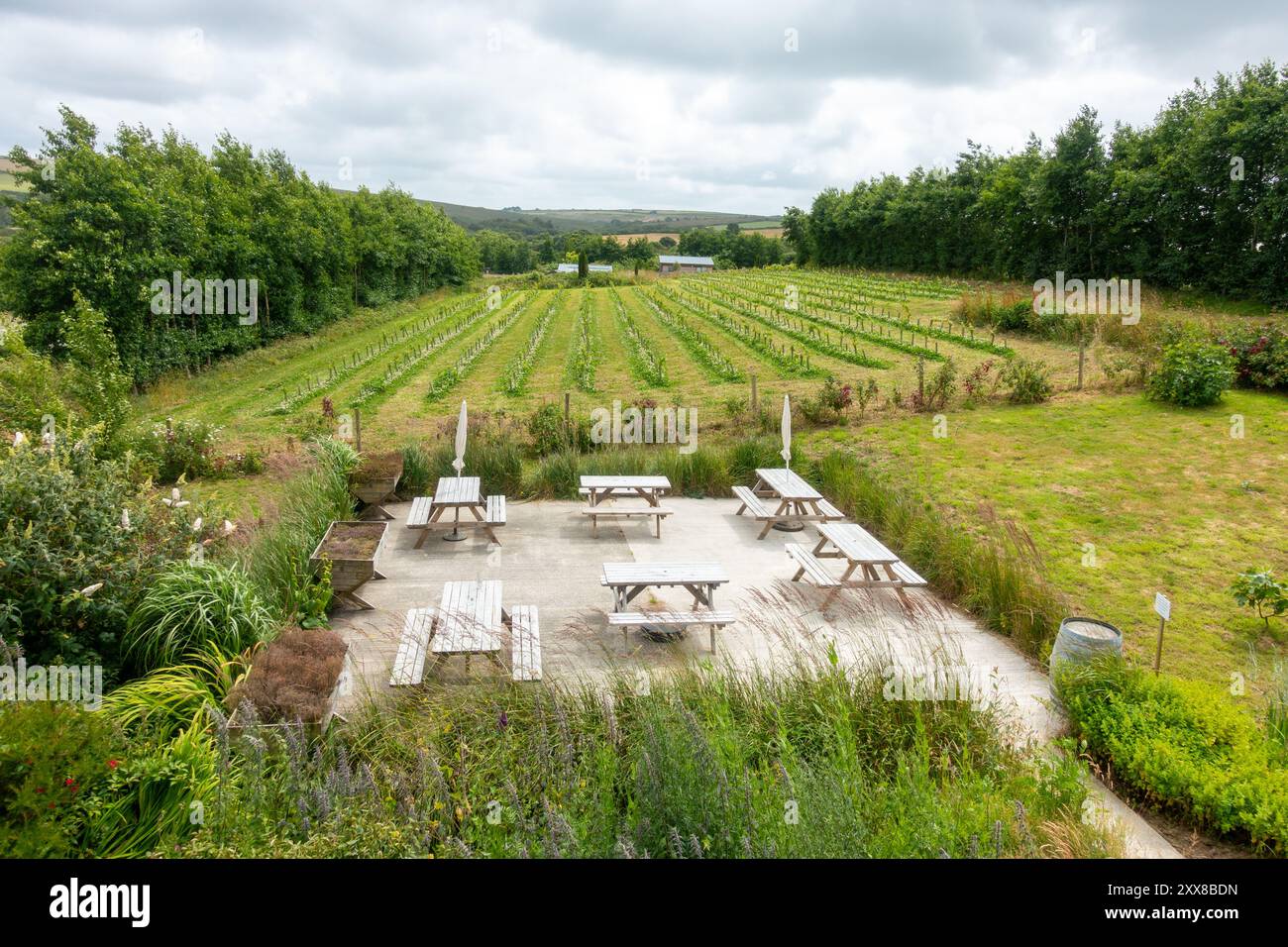 Wine tasting overlooking vineyard hi-res stock photography and images ...