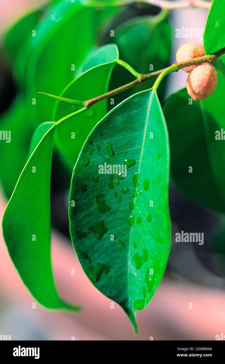 Weeping fig (Ficus benjamina), Moraceae. Large evergreen tree ...