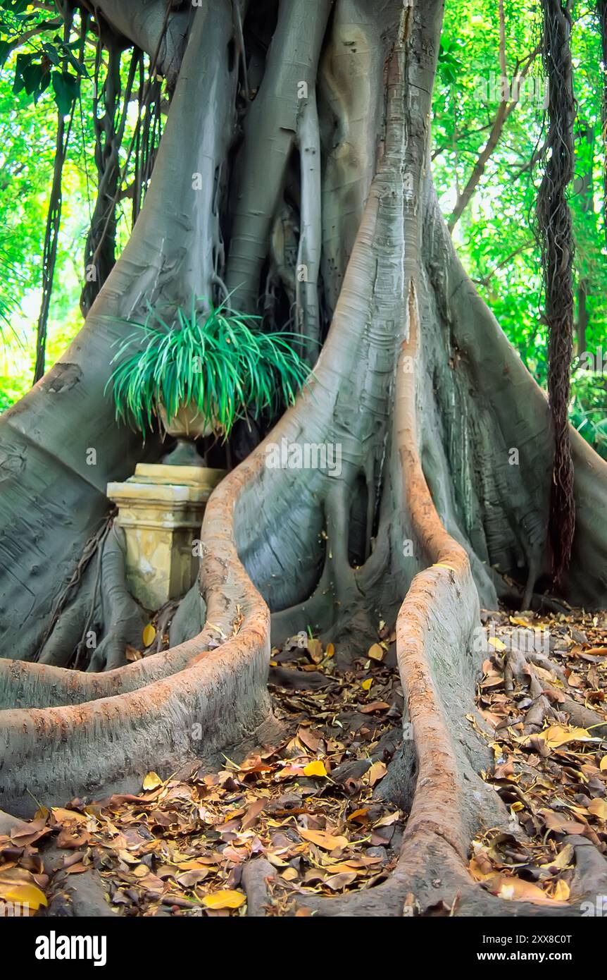 Moreton Bay fig or Australian banyan (Ficus macrophylla), Moraceae ...