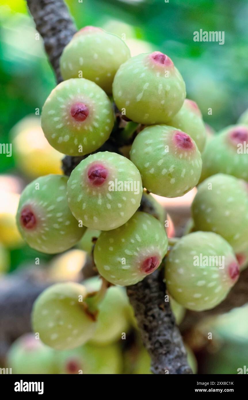 Sea fig (Ficus superba), Moraceae. Deciduous tree, ornamental plant ...