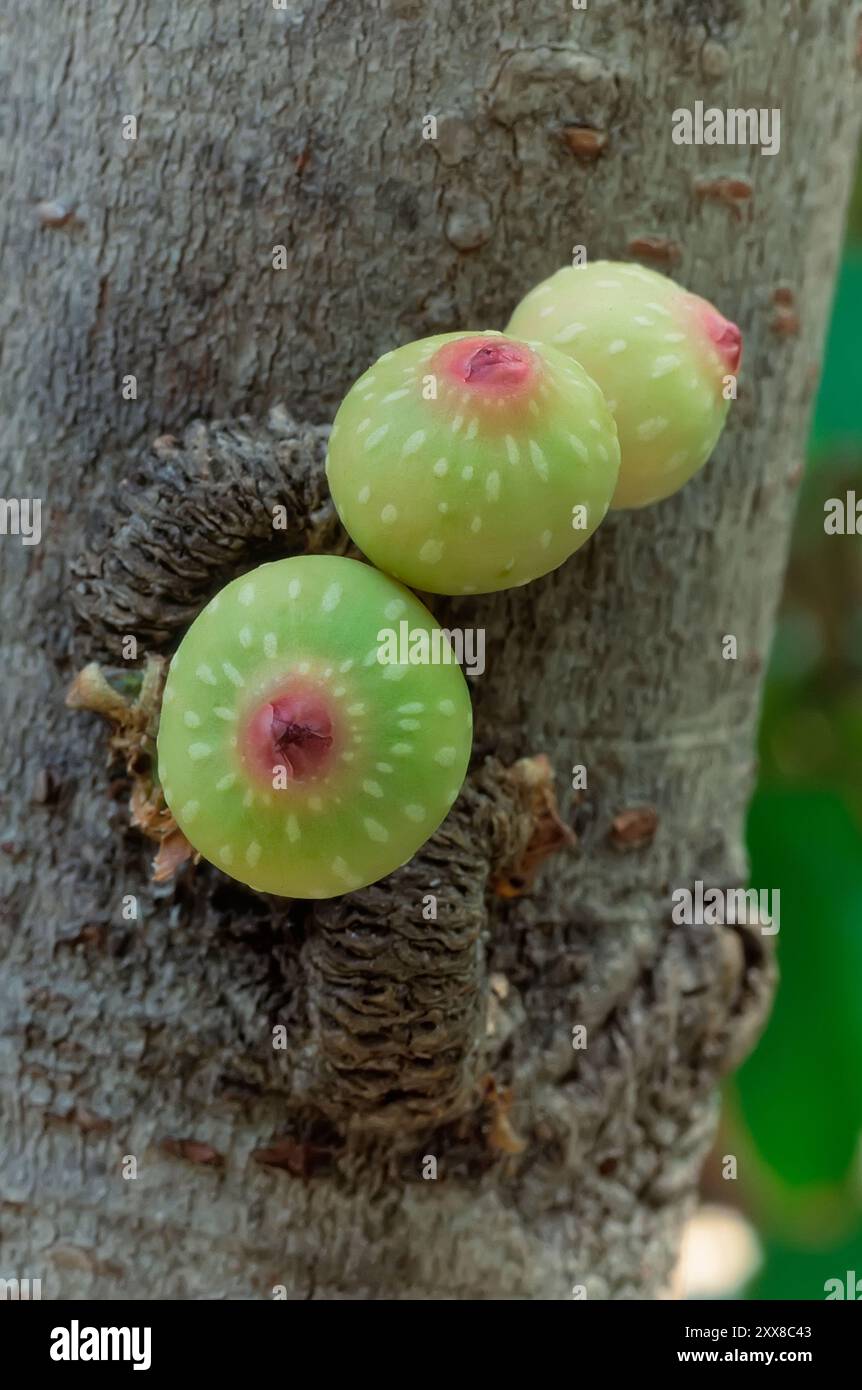 Sea fig (Ficus superba), Moraceae. Deciduous tree, ornamental plant ...