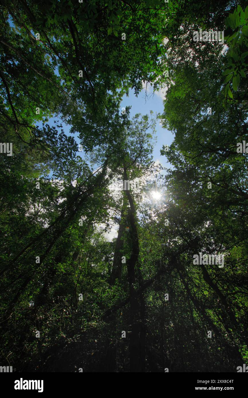 Natural patterns of awakening spring woodland structures in English ...
