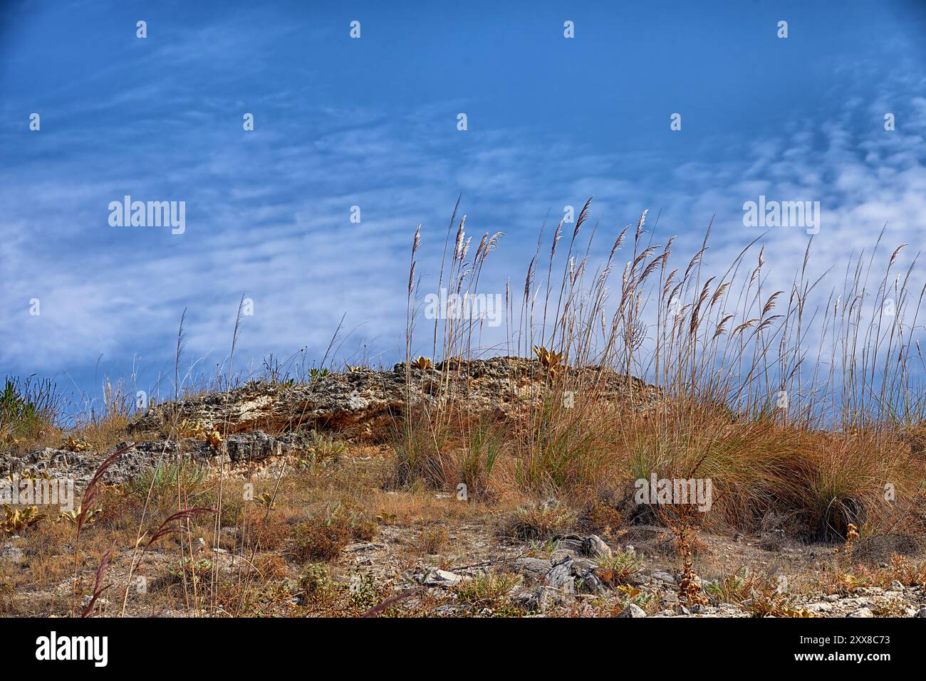 Dry, bush and travel to outdoor nature on vacation, tourism and ...