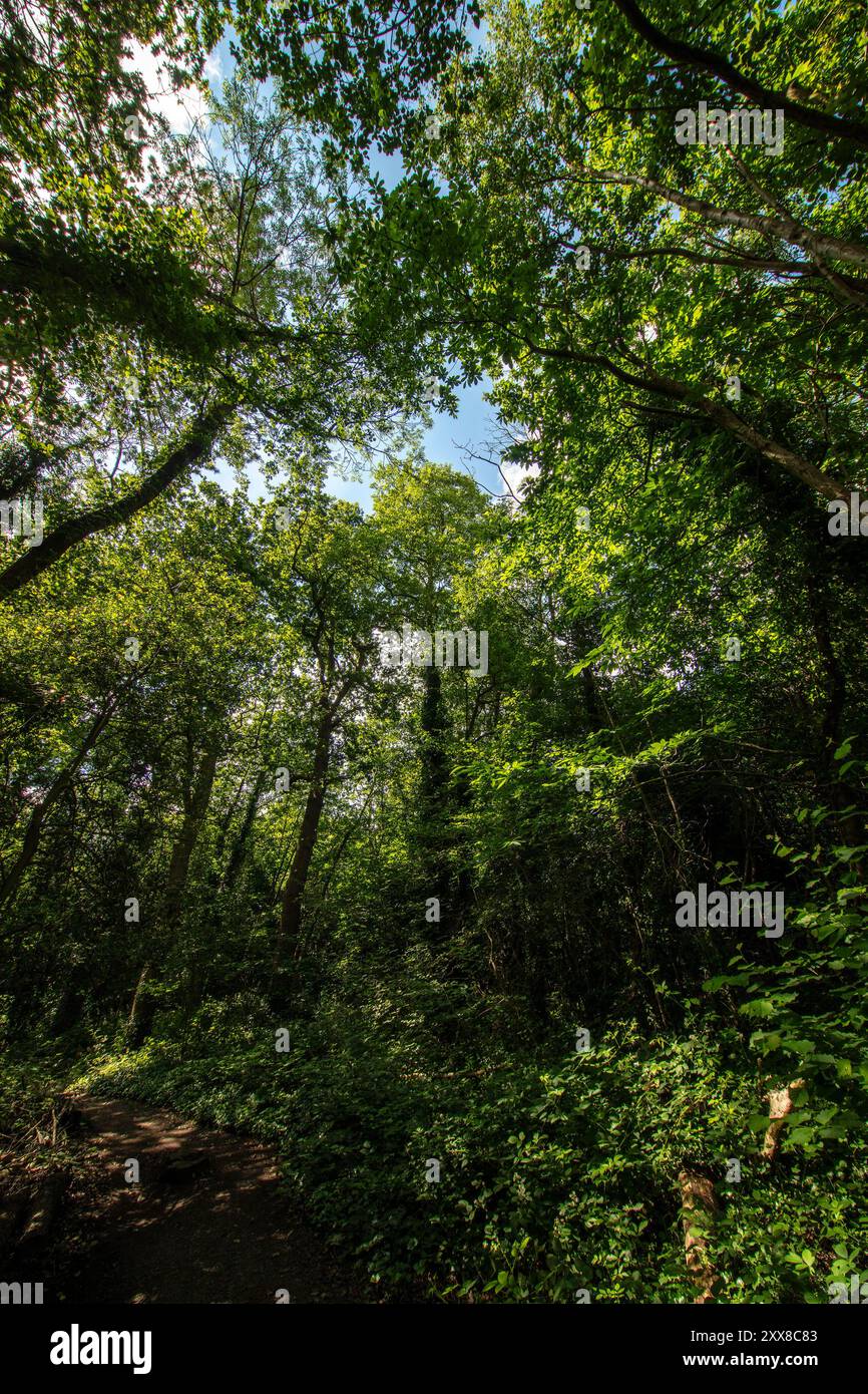 Natural patterns of awakening spring woodland structures in English ...