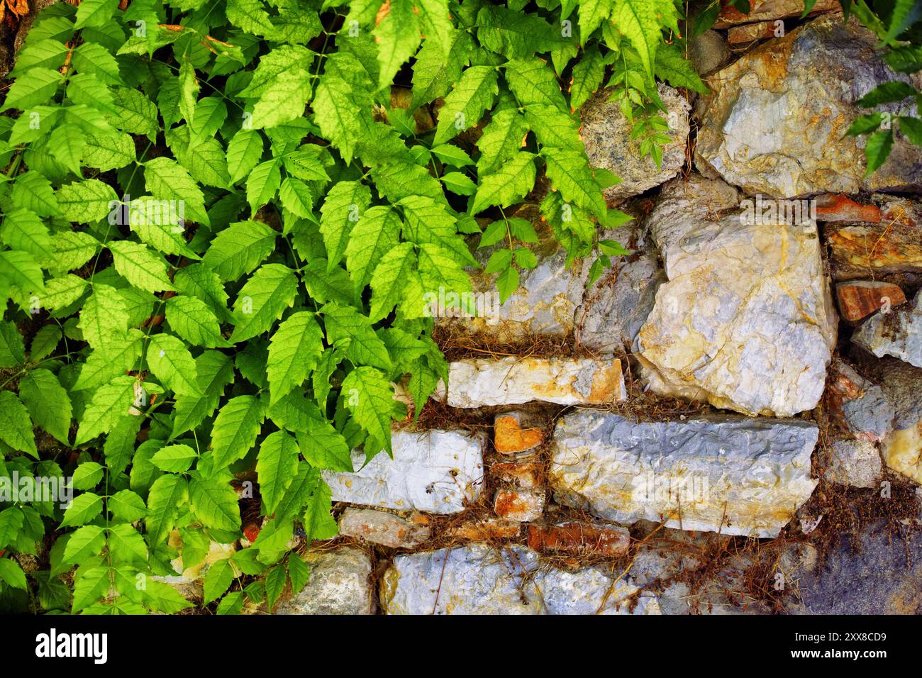 Ancient, plants and stone wall with green growth on building exterior ...