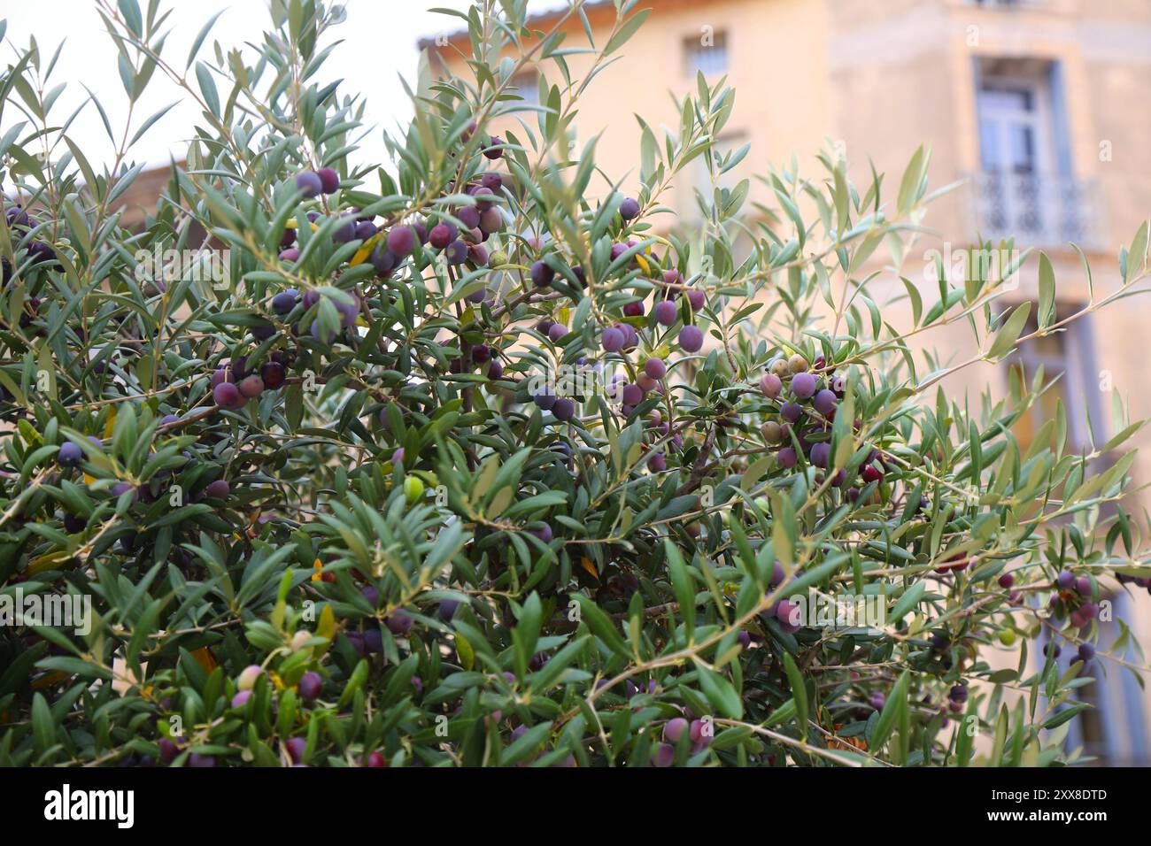 Decorative olive tree with ripe olives in downtown Beziers, France ...