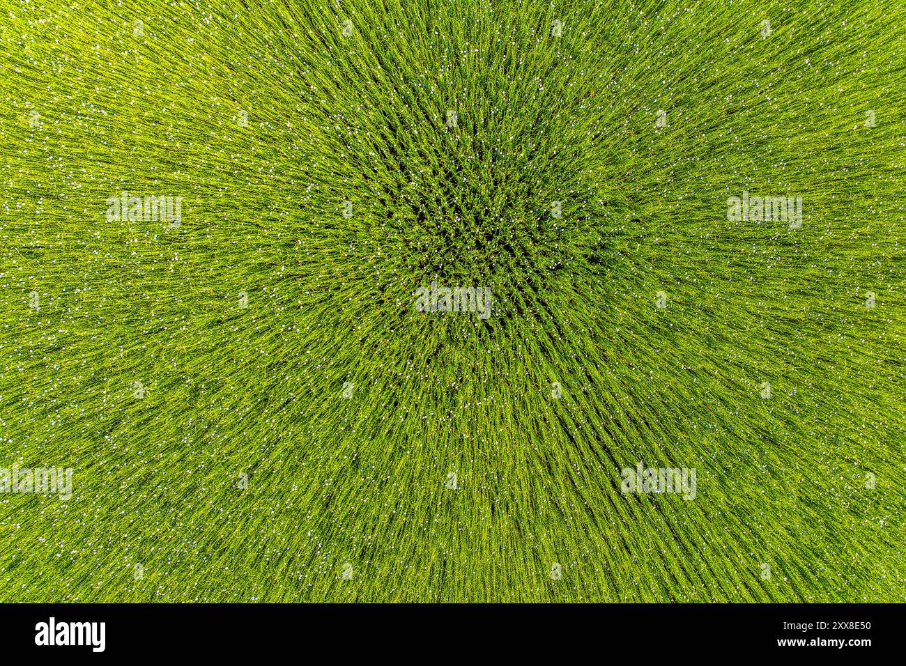 France, Somme, Baie de Somme, Noyelles-dur-mer, Field of flax in bloom ...